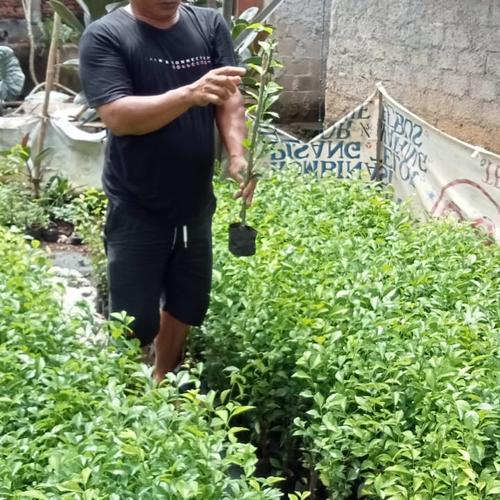 Jual pohon tetehan ukuran 50 cm - Kota Depok - Tanaman hias parmandenis ...