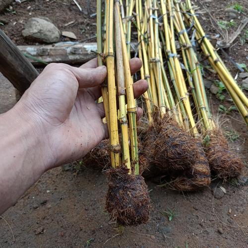 Jual Bambu kuning hias mini paket 5 pohon - Kab. Pangandaran - Nugraha ...