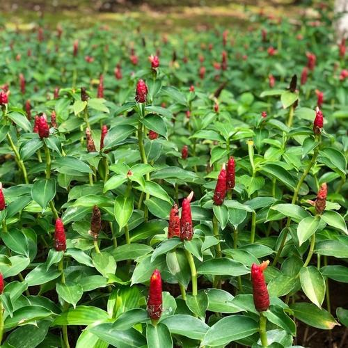 Jual tanaman pacing pentul merah - tanaman pagar pacing bunga pacing ...
