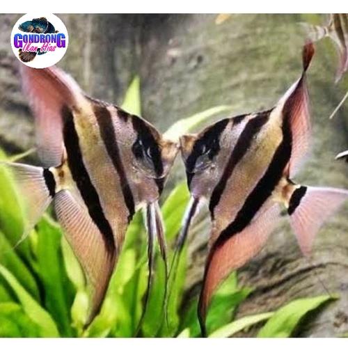 Jual Ikan hias manfish altum - Kota Tangerang Selatan - Gondrong ikan ...