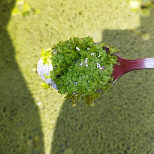 Jual Tanaman Air Mata Lele Lemna Minor duckweed pakan lele nila koi ...