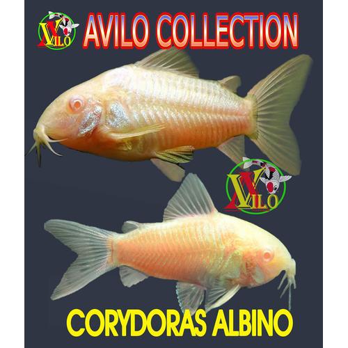 Promo ikan hias aquascape corydoras albino kecil pemakan lumut dasar ...