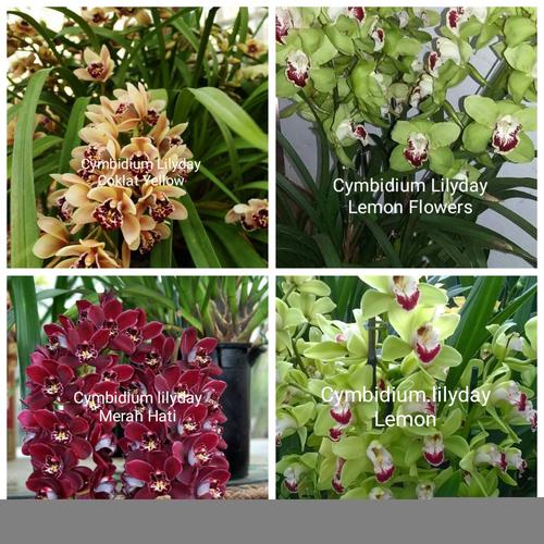 Jual Tanaman hias paket 4 cymbidium likyday rupa bunga - Kab. Bogor ...