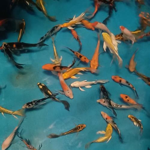 Jual ikan koi slayer - Jakarta Timur - Surya aquatic Jkt | Tokopedia