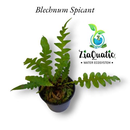 Jual Blechnum Spicant - Tanaman Paludarium Terrarium Paku Pakuan/Pakis ...
