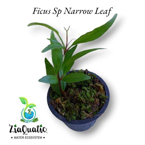 Jual Ficus Sp Narrow Leaf - Tanaman Hias Paludarium Terrarium ...