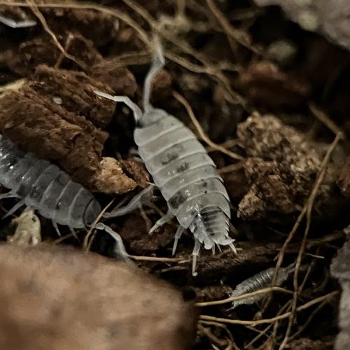 Jual Isopoda Porcellionides pruinosus "Oreo Crumble" RARE Per Ekor ...