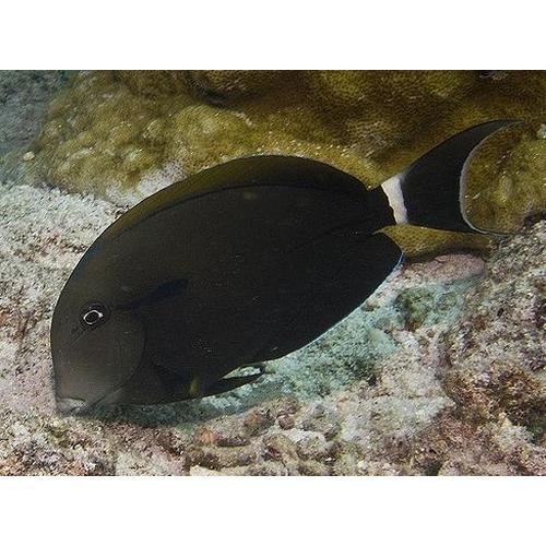 Jual ikan botana coklat - murah ikan hias air laut makan pelet ...