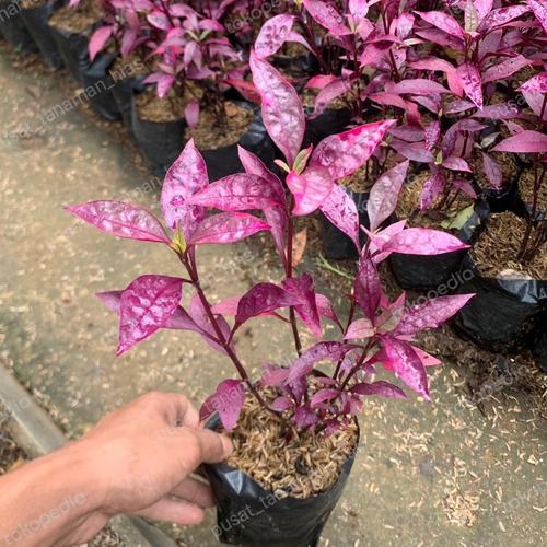 Jual tanamab hias ervah bayam bayaman ungun - Kab. Bogor - pusat ...