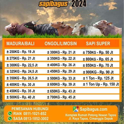 Jual Promo Sapi Kurban Segala Jenis Sapi Mulai 250 Kg Free Ongkir ...