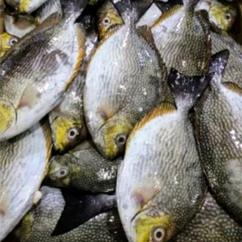 Jual Ikan Baronang Segar 1kg - Jakarta Utara - Seafood Wike | Tokopedia