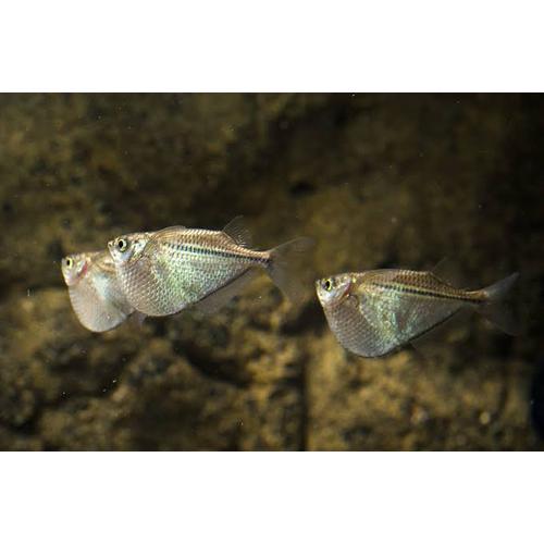 Jual Common Hatchetfish / Ikan Hias Hatchet / Ikan Kapak - Jakarta ...