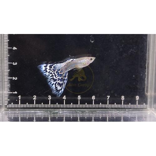 Jual Ikan Guppy Snake Skin White Mozaik Perpasang - Kab. Malang - Aston Guppy | Tokopedia
