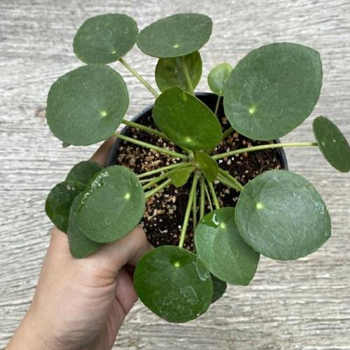 Jual Tanaman Hias Pilea / Peperomioides / Chinese Money Plant / Tanaman ...