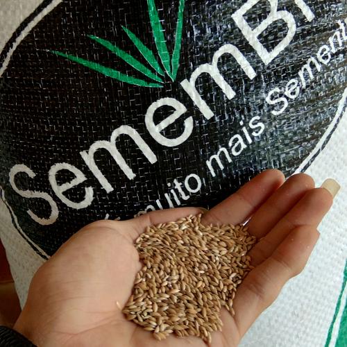 Jual benih rumput brachiaria decumbens 10kg - Kab. Bogor - Supplier ...