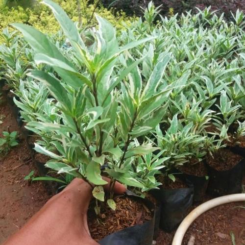 Jual tanaman hias gandarusa - pohon gandarusa putih - hiasan taman ...