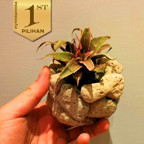 Jual Cryptantus Pot Batu Rangkai Tanaman Hias Paludarium Hiasan Meja ...