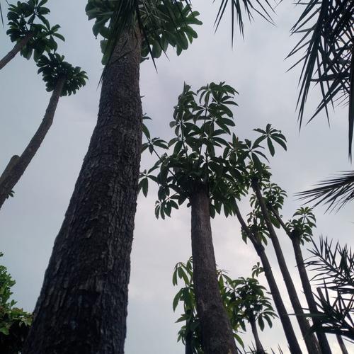 Jual pohon pule fosil | pule gruping - Jakarta Selatan - Pohon ...