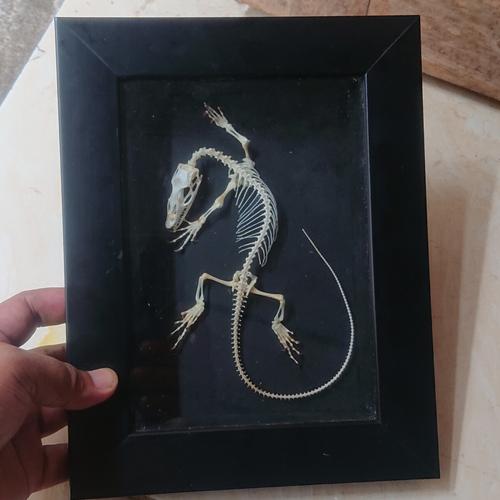 Jual Hiasan dinding taxidermy skeleton tulang tengkorak asli 10 - Kota ...