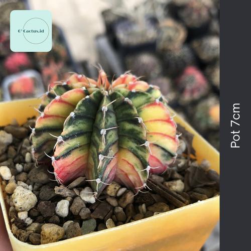 Jual Gymnocalycium LB Hybrid Varigata kaktus gymno var pink miha 2178 ...