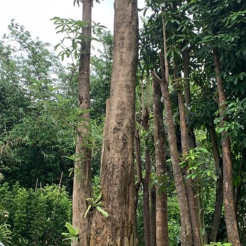 Jual Pohon Pulai Big Size Berkarakter Free Tanam Jabodetabek - Jakarta ...