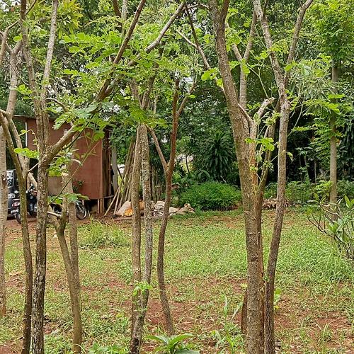 Jual tanaman hias pohon trembesi tinggi 3 meter - Kota Depok ...