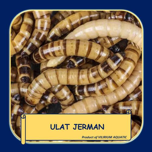 Jual PAKAN IKAN PREDATOR - ULAT JERMAN HIDUP - PAKET 10,000 - Jakarta ...