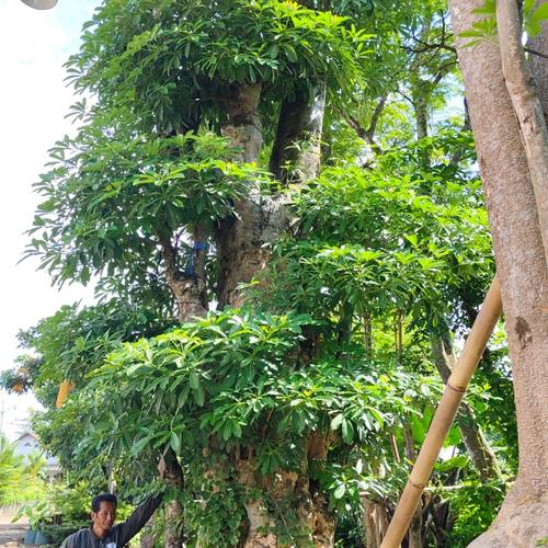 Jual Pohon Pule Fosil Besar Berkarakter Unik Free Tanam Jabodetabek ...