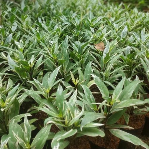 Jual tanaman gandarusa varigata - pohon gandarusa putih - hiasan taman ...