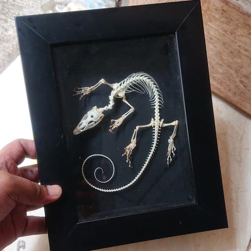 Jual Hiasan dinding taxidermy skeleton skull tulang tengkorak asli 3 ...