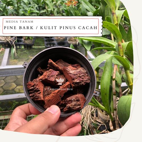 Jual Media Tanam Pine Bark Kulit Pinus Cacah Anggrek Monstera Tanaman ...