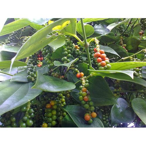 Jual Tanaman Lada Perdu - Kota Batu - TANAMAN ONLINE ID | Tokopedia