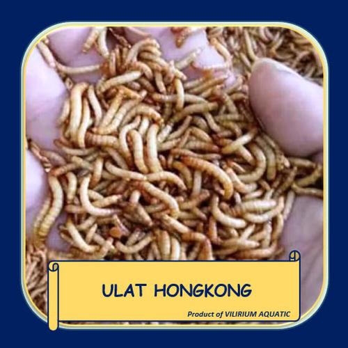 Jual PAKAN IKAN PREDATOR - ULAT HONGKONG HIDUP - PAKET 10,000 - Jakarta ...
