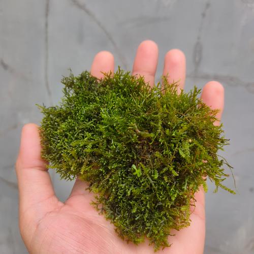 Jual Moss Ricardia porsi mika tanaman aquascape - 5x10cm - Jakarta ...