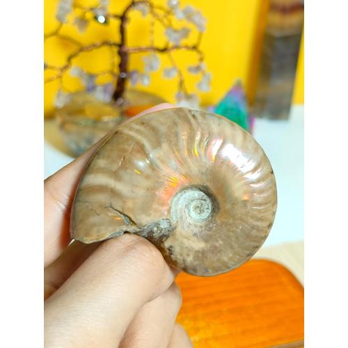 Jual Batu Fossil Keong Rainbow Top Grade Natural (2) - Jakarta Barat ...