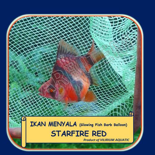 Jual IKAN HIAS AIR TAWAR - GLOWING FISH SUMATRA BALON STARFIRE (MERAH ...