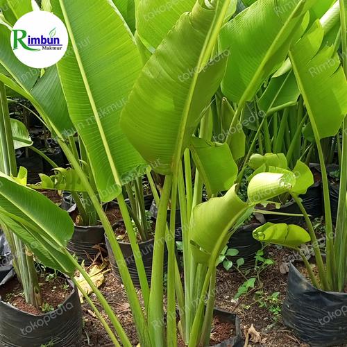 Jual pohon hias pisang kipas/tanaman pisang kipas/pohon pisang kipas ...