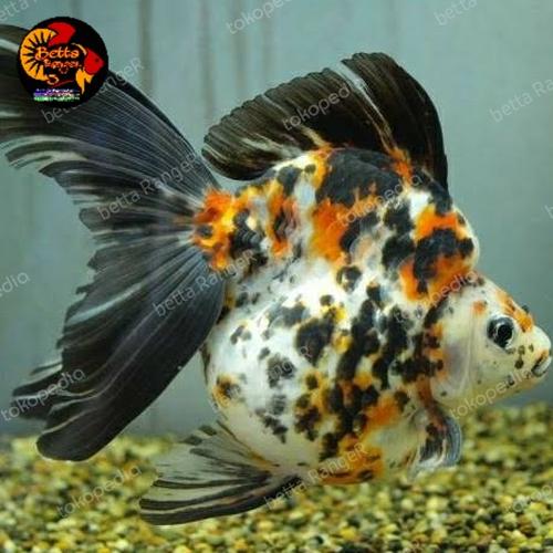Jual Ikan hias aquarium mas koki RYUKIN THREE COLOUR - jumbo - Kota ...