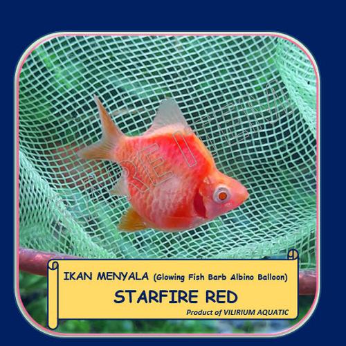 Promo IKAN HIAS AIR TAWAR - GLOWING FISH SUMATRA BALON ALBINO STARFIRE ...