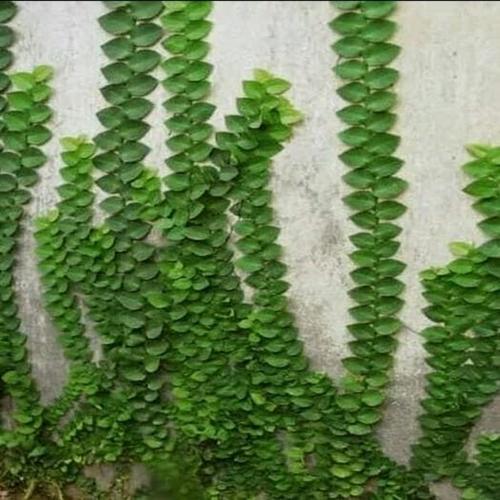 Jual Tanaman Hias Merambat Dollar Daun Besar Tanaman Rambat Dinding ...