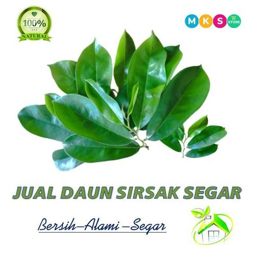 Jual Daun SiRSAK segar daun herbal 100 lembar - 50 lembar - Kab. Garut ...