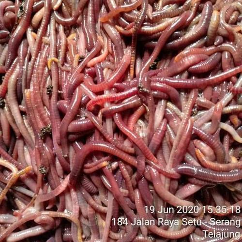 Jual CACING LUMBRICUS TIGER CACING KOSMETIK / CACING MACAN 250 GRAM ...