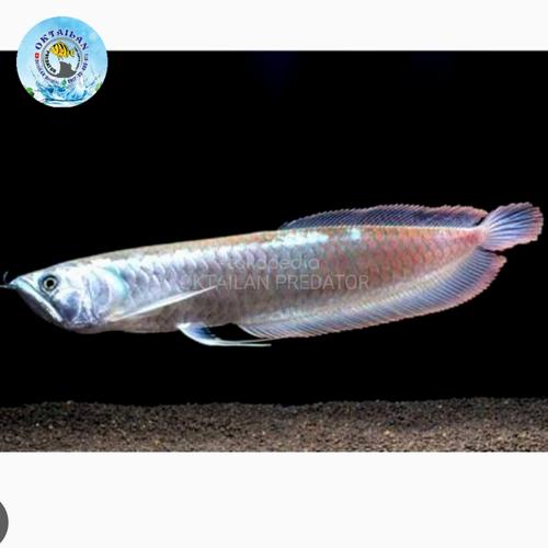 Jual Arwana silver brazil ukuran besar mewah dan mantap - Kota Depok ...