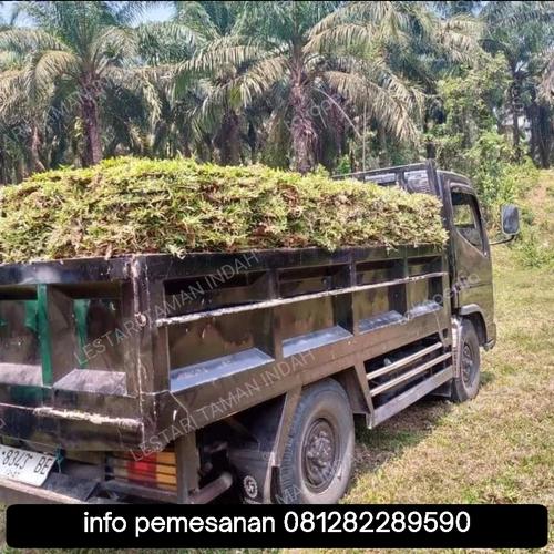 Jual rumput gajah biasa rumput taman rumput gajahan rumput gajah paitan ...