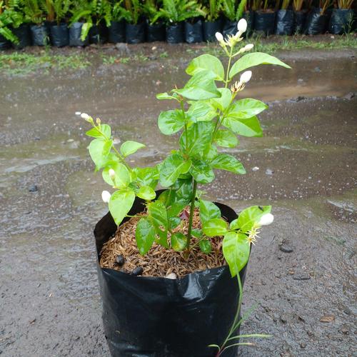 Jual tanaman hias melati wangi - Kab. Sleman - Taman Margian | Tokopedia
