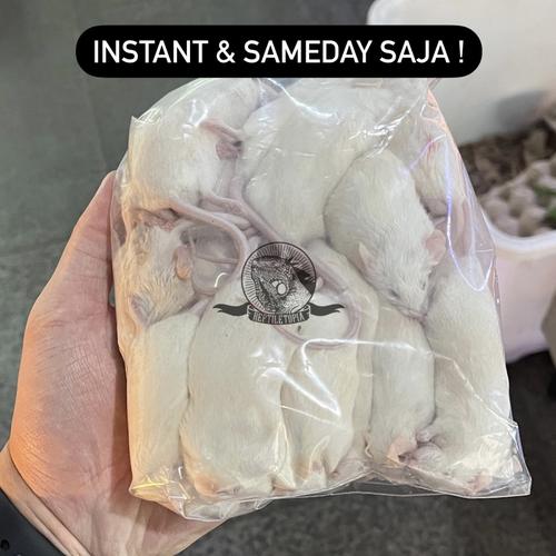 Jual MENCIT FROZEN TIKUS PUTIH REPTIL - BUKAN RAT JUMPER PINKIES AFKIR ...