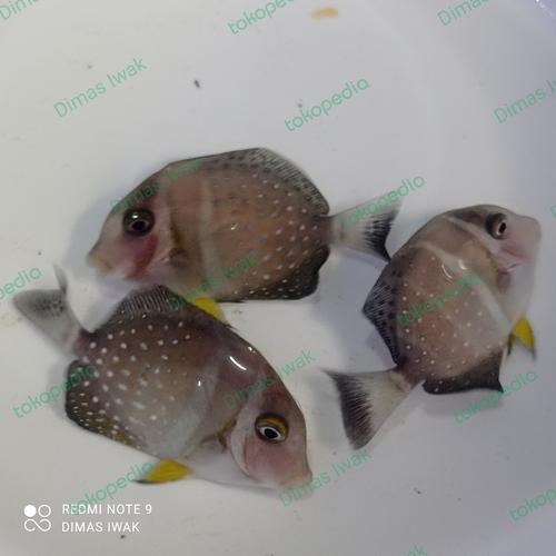 Jual Ikan Hias Laut | Botana Mutiara | Acanthurus guttatus - Kota Tegal ...