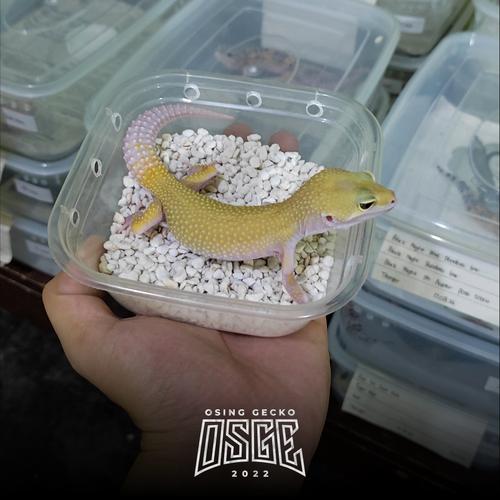 Jual OSGE 120 I Blazing Blizzard het Murphy Patternless Leopard Gecko ...