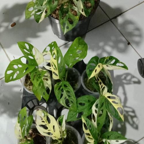 Jual Tanaman Hias Monstera Janda Bolong Variegata Putih Real Pic - Kota ...
