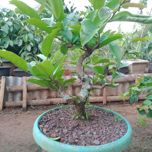 Jual Bahan Bonsai Buni/Huni Prospek - Kab. Majalengka - BOPA ( Bonsai ...
